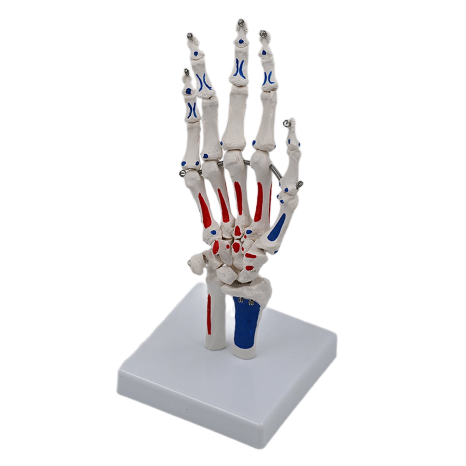 Hand Skeleton Model with Wrist Ulnaand Radius Skeletal Hand Model for ...