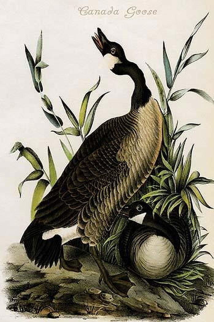 Hand-colored aquatint engraving by R. Havell from the first edition of ...