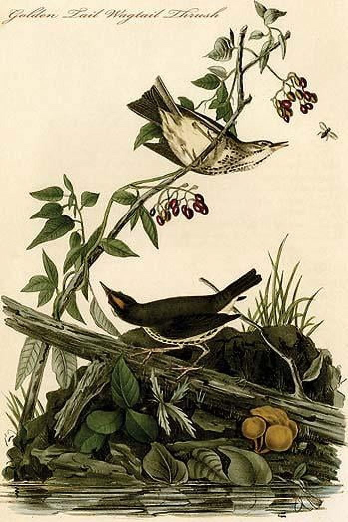 Hand-colored aquatint engraving by R. Havell from the first edition of ...