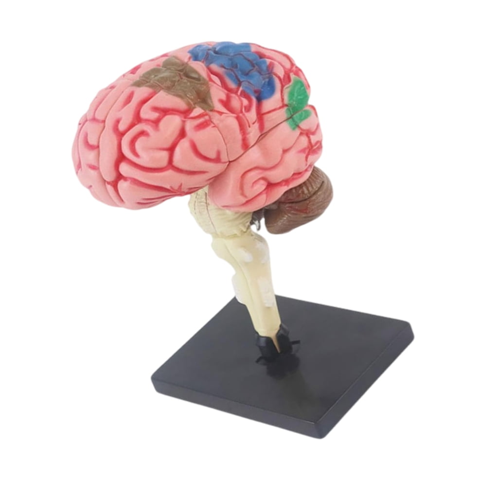 Hand on Assembly Human Brain Anatomy Model Kid Early Teaching Toy for ...