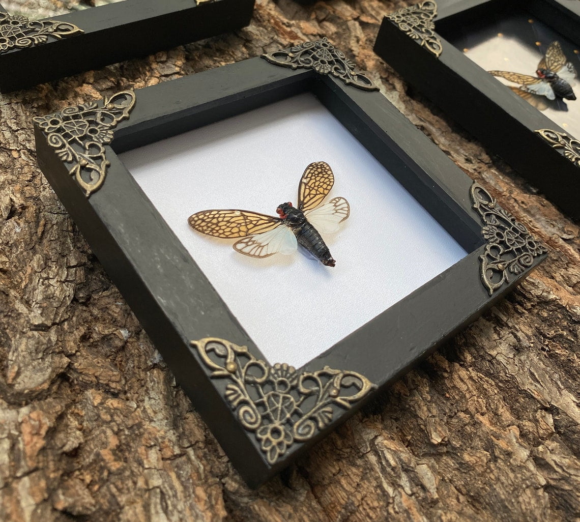 Handmade Framed Cicada Taxidermy – Real Dried Insect in Wooden Shadow ...