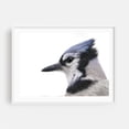 Handsome Jay - Photography Bird Wildlife Nature Animal Portrait ...