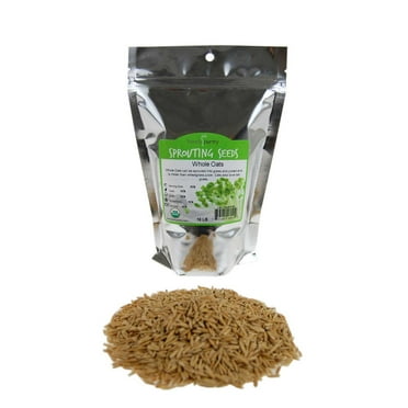 Montezuma Oat Seeds - 1 OZ ~900 Seeds - Non-GMO, Open Pollinated Oats ...