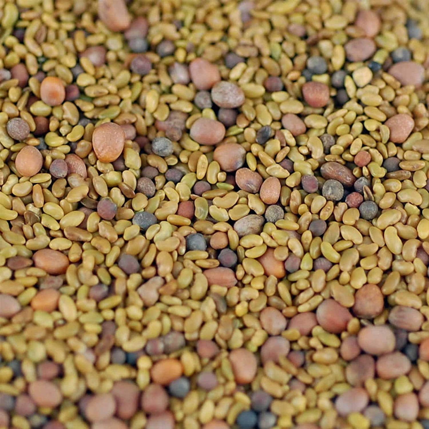 Handy Pantry Organic FEV6 Salad Sprouting & Microgreens Mix - 1 High ...