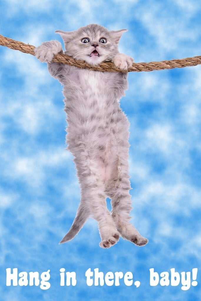 Hang In There Hanging Cat Poster Kitten Kitty Modern Wall Decor Picture ...