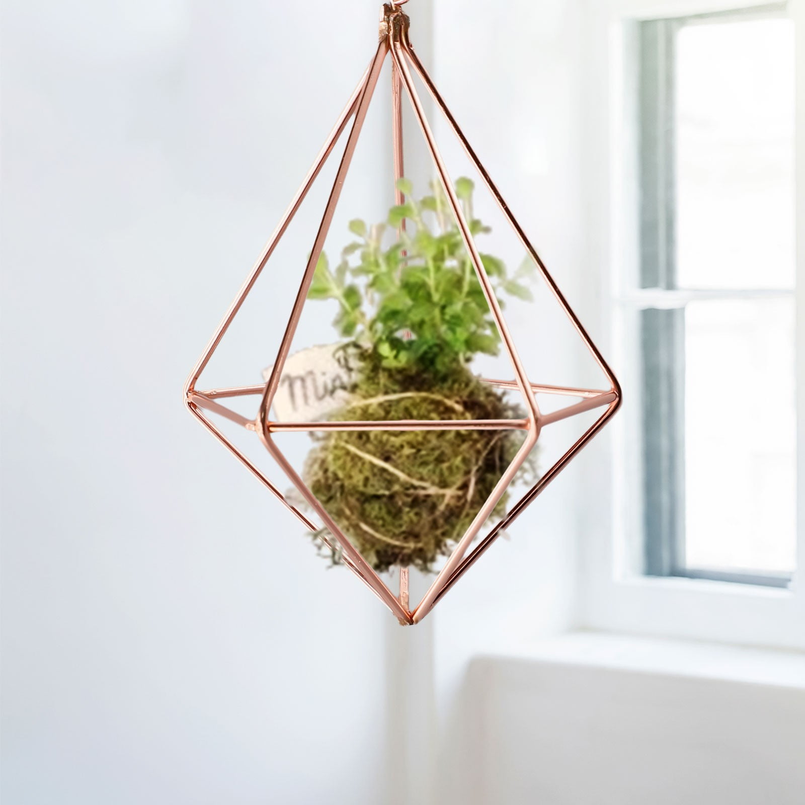 Hanging Flower Pot Swing Flower Basket Tillandsia Air Plant Flower Pot ...