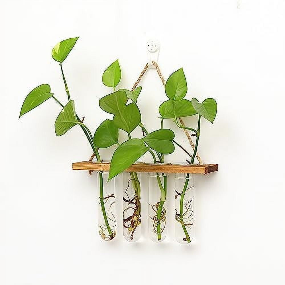 Hanging Glass Hydroponic Planter, Glass Propagation Tubes, Wall Mounted ...