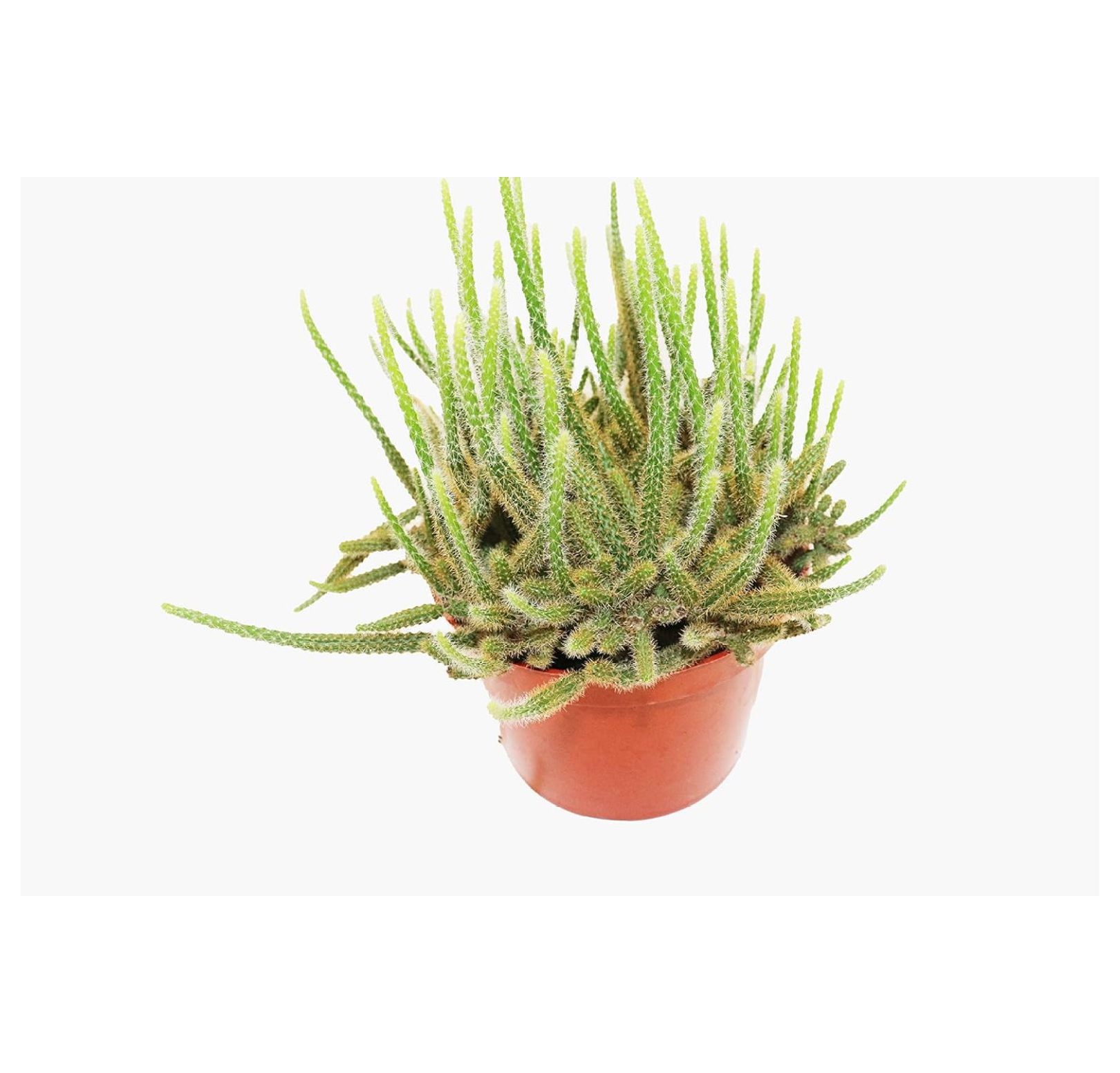 Hanging Rat Tail Succulent - 6" from Huang zhong wen - Walmart.com