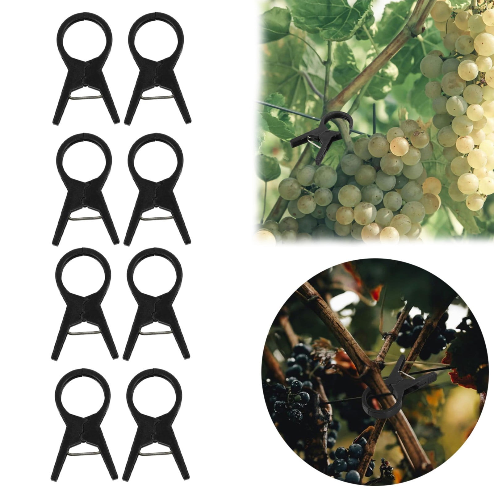 Hanging Seedlings with Cucumber and Tomato Greenhouse Fruits and ...