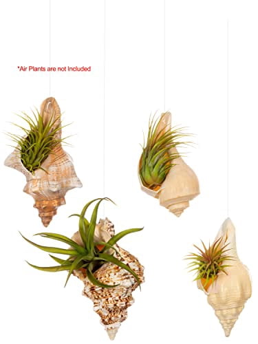 Hanging Shell Air Plant Holder – Set of 4 Airplant Planters - Air Plant ...