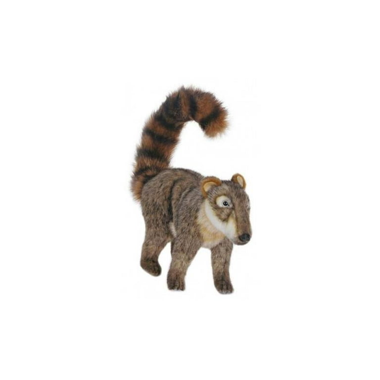 Baby Coatimundi Animal