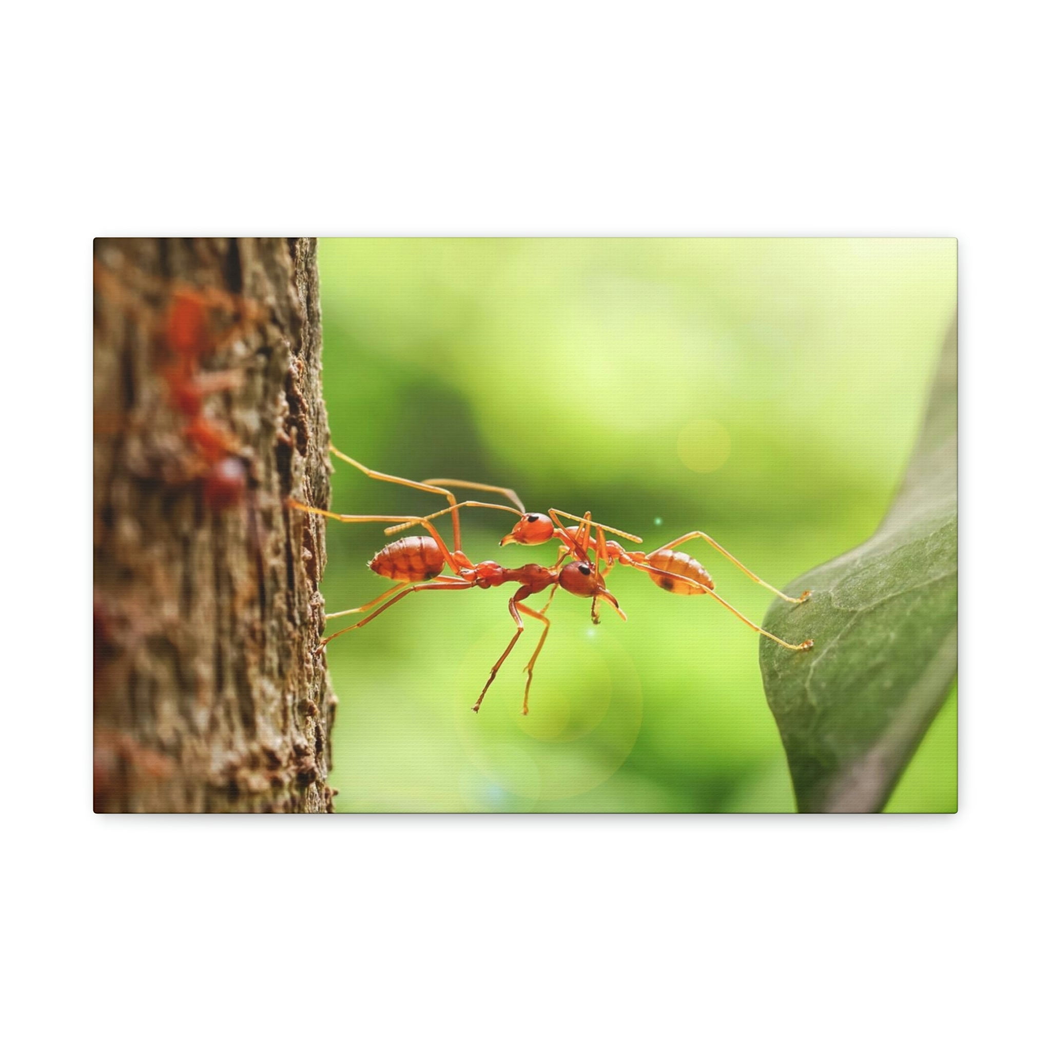 Happy Ant Couple Together Again Ant Outside Wall Art Ready To Hang ...