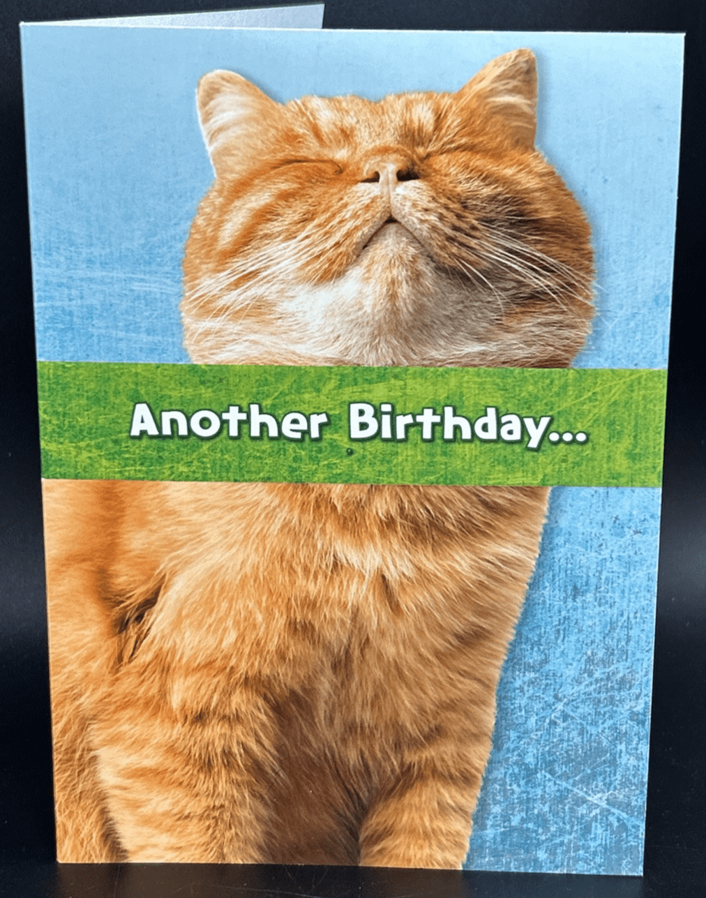 Happy Birthday Cat (Paws & Claws) Greeting Card w/Envelope - Walmart.com