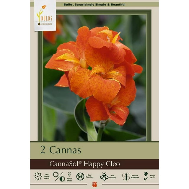 Happy Cleo CannaSol - Orange Petals & Gold Throats - 2 Rhizomes - 3/5 ...