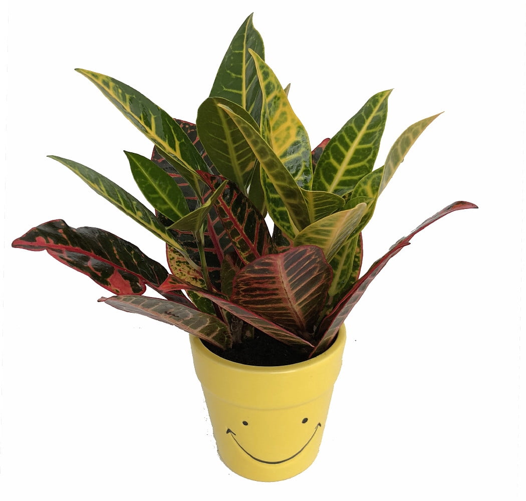Happy Face Ceramic Pot with a Live Colorful Croton Plant - 3.75" x 4 ...