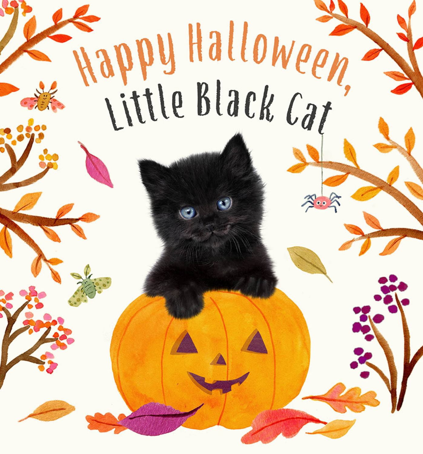 Happy Halloween, Little Black Cat: A Board Book (Board Book) - Walmart.com