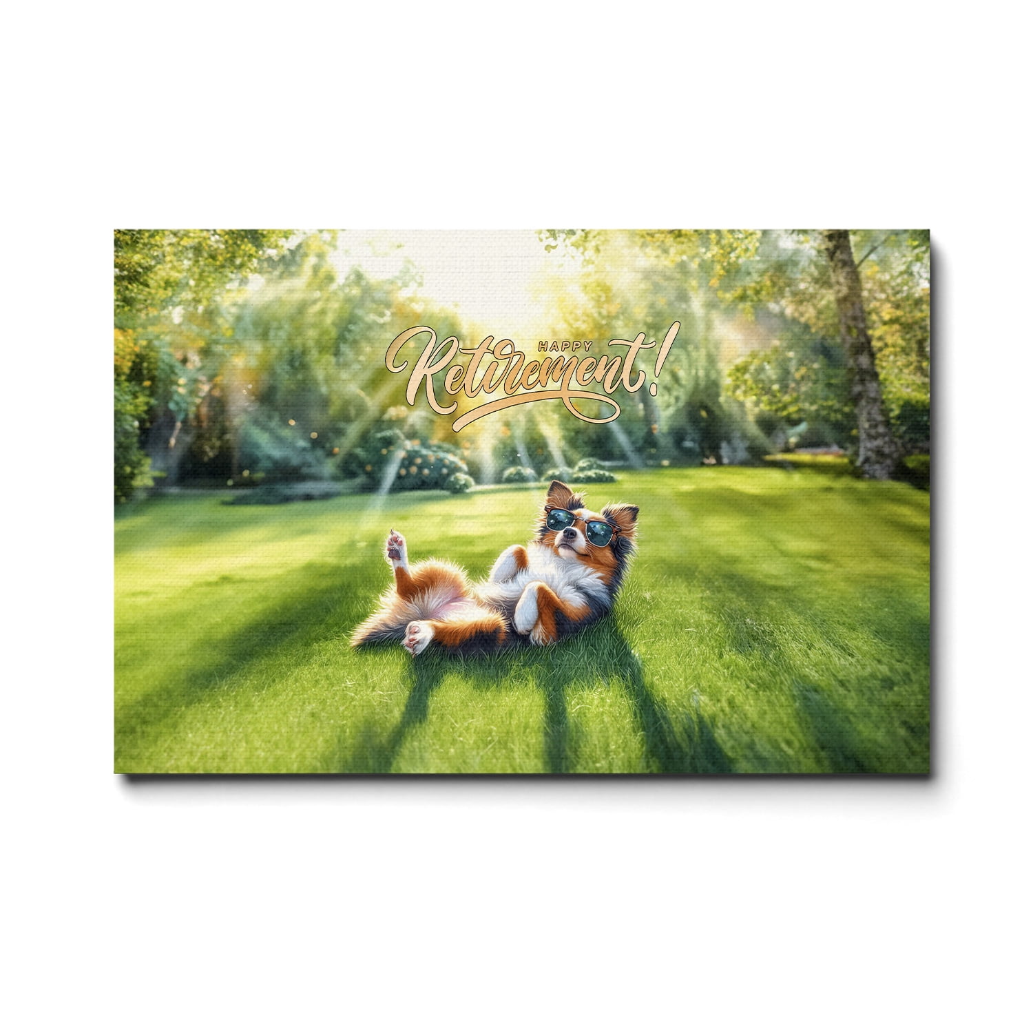 Happy Retirement with Miniature American Shepherd Enjoy Life Rest Time ...