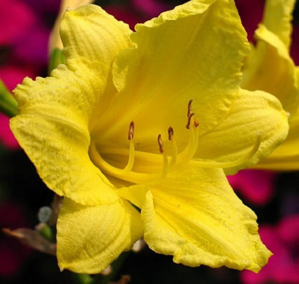 Happy Returns Reblooming Daylily - Quart Pot - Hemerocallis - Walmart.com