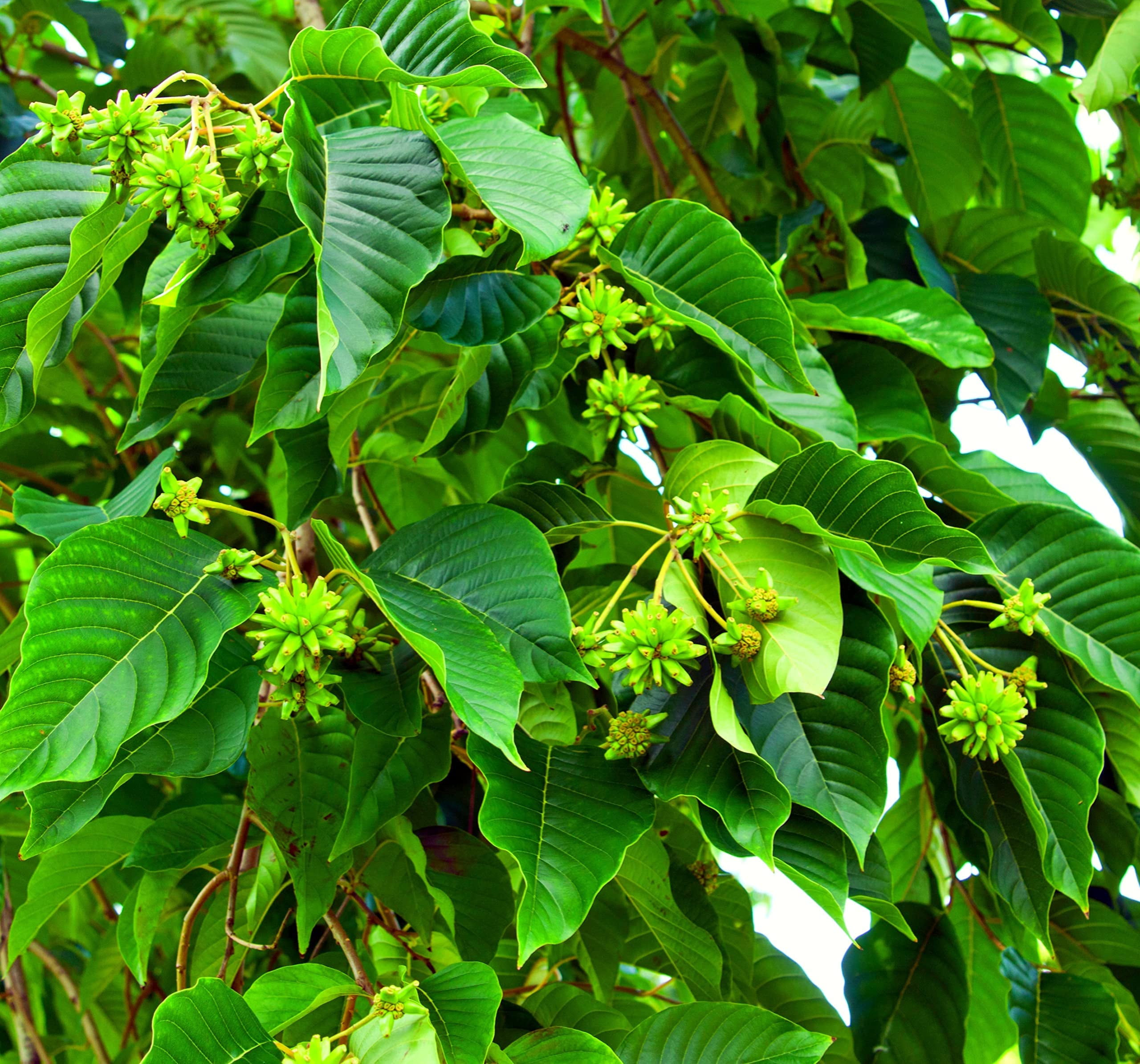 Happy Tree Seeds for Planting (30 Seeds) - Camptotheca acuminata ...