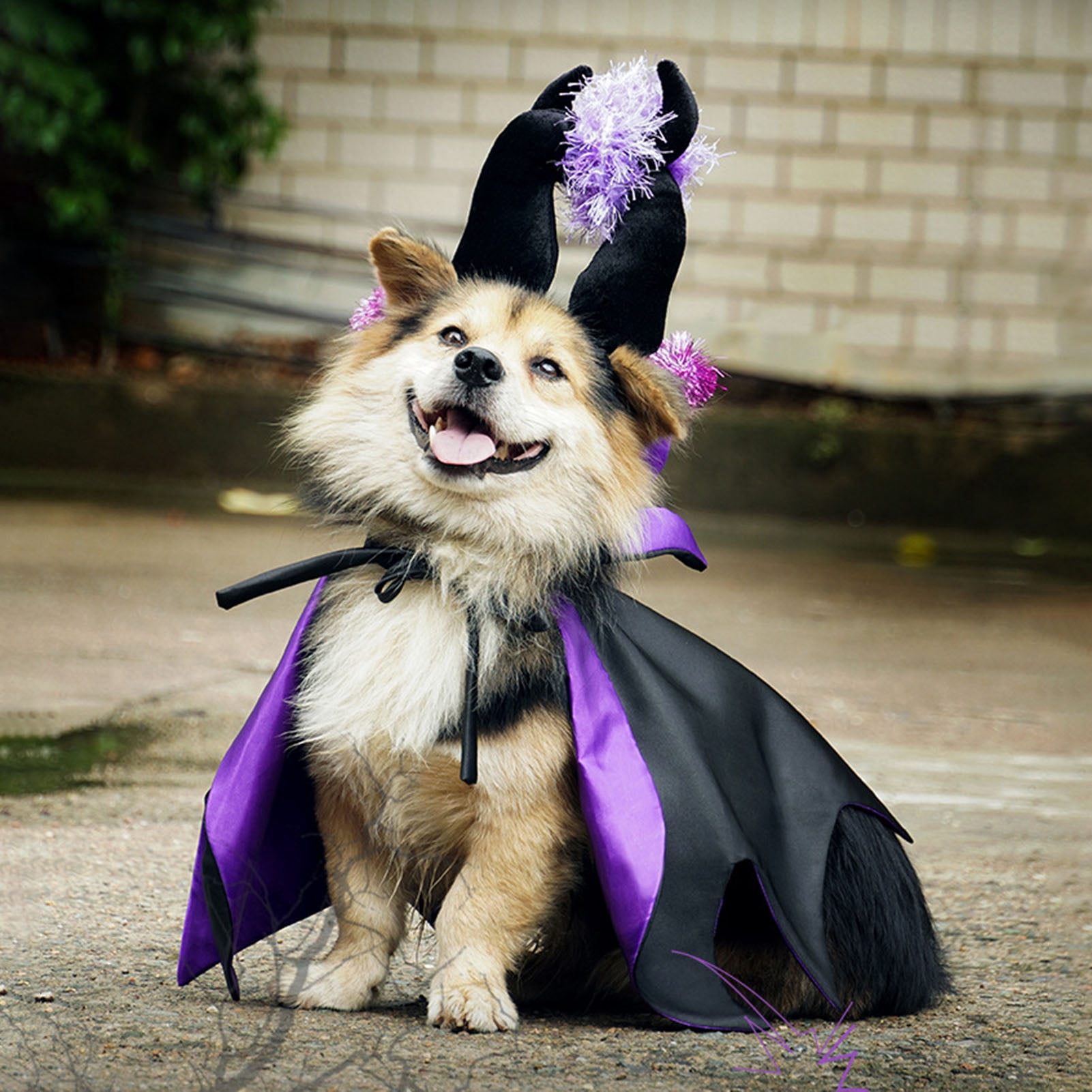 Happydeer Pet Halloween Witch Costume Dog Wizard Cape Devil Horns Hat ...