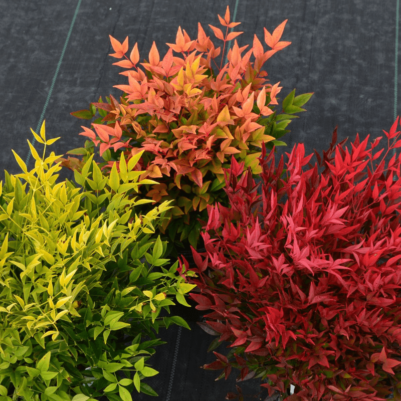 Harbor Dwarf Nandina Live Plant, Shrub Dwarf Nandina for Outdoor ...