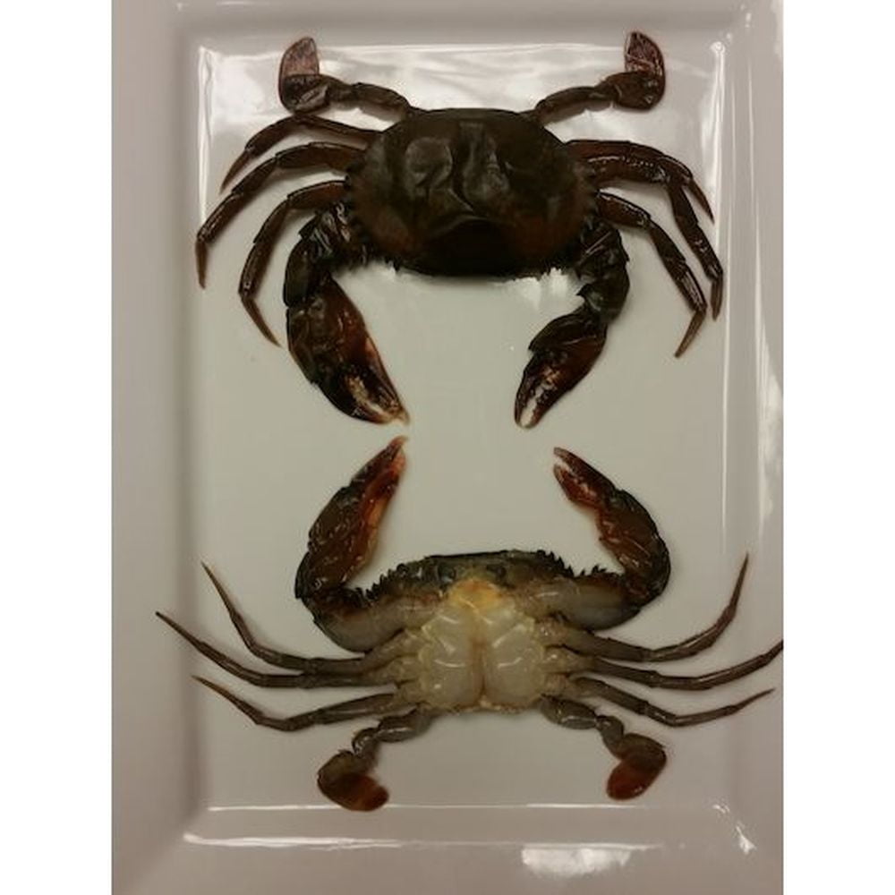 Harbor Seafood Soft Shell Prime Crab, 1.8 Pound -- 4 per case - Walmart.com