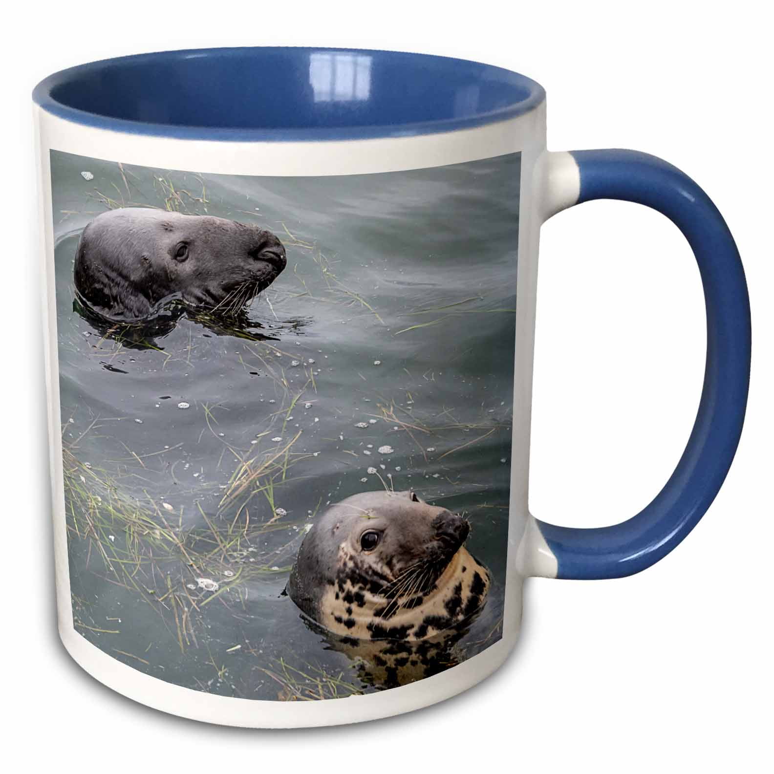 3drose, Harbor Seal and Gray Seal, 15oz Two-tone Blue Mug - Walmart.com