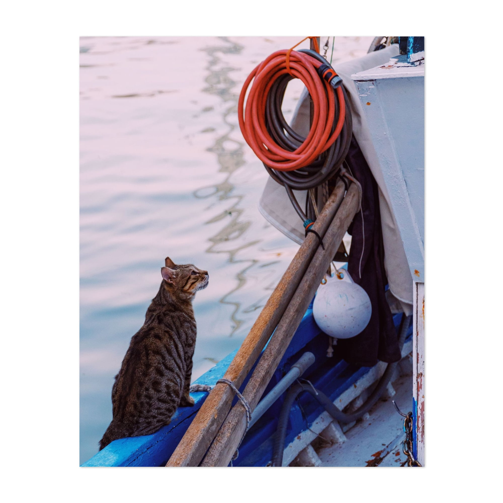 Harbor Sentinel - Piraeus Greece Photography Cat Boat Animal Nautical ...