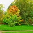 Hard Fescue Grass Seed - Low Growing Fine Fescue - 50 LBS - Walmart.com