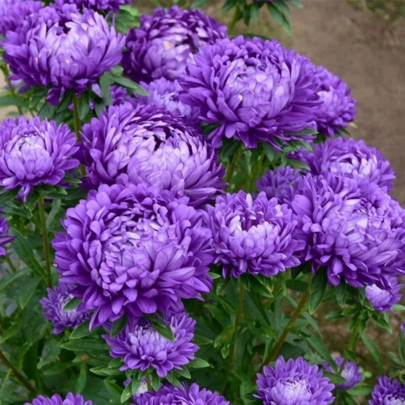 Hard-Resistant, Peony- Garden Elegance Decoration - Perfect for Borders ...