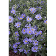 Hardy Aster Woods Blue Plant Live, Perennial Aster Flowers for Planting ...