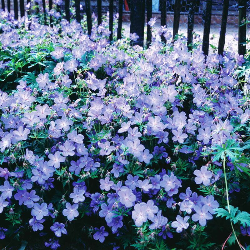 Hardy Blue Geranium Flower Bulbs - 3 Roots per Pack - Attracts ...