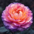 Hardy Cold Perennial - Peony Planting- Low Maintenance - Ideal for ...