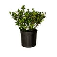 Expert Gardener Hardy Daisy Gardenia (2.5 Gallon) Evergreen Shrub with ...
