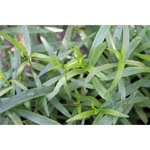 Hardy French Tarragon Plant - Artemisia - Live Plant - 3" Pot - Walmart.com