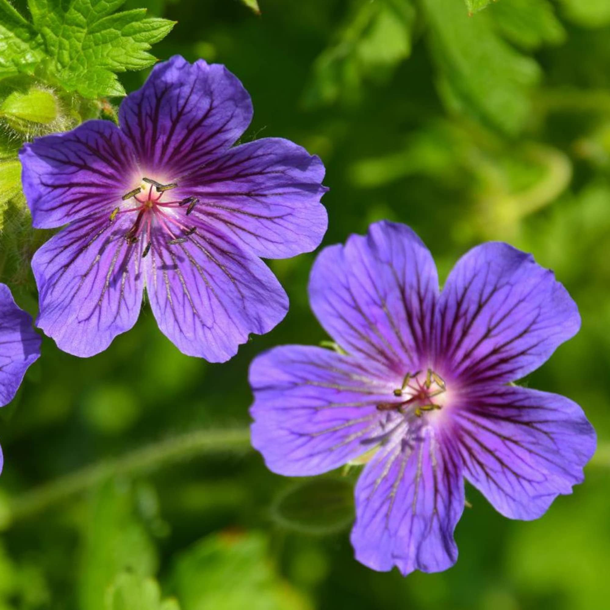 Hardy Geranium Seeds Cranesbill Attractive Foliage, BSL1 Colorful ...