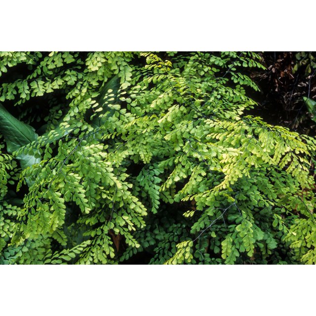 Hardy Himalayan Maidenhair Fern - Adiantum venustum - 4" Pot - Walmart.com