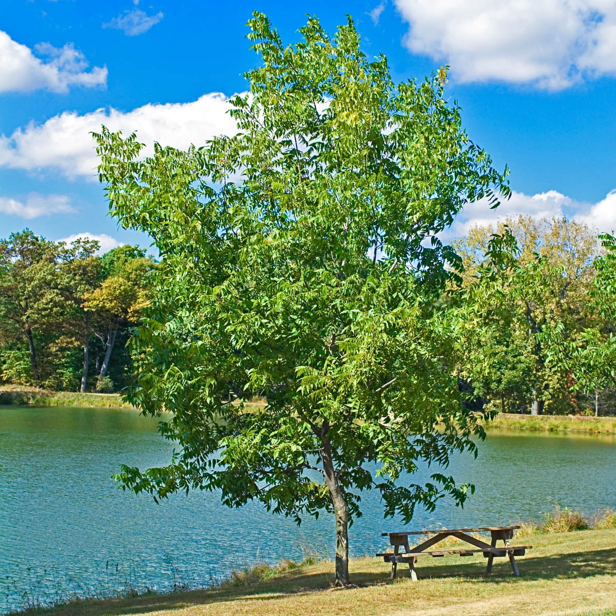 Hardy Pecan (Carya) Dormant Bare Root Starter Nut Tree (1-Pack ...