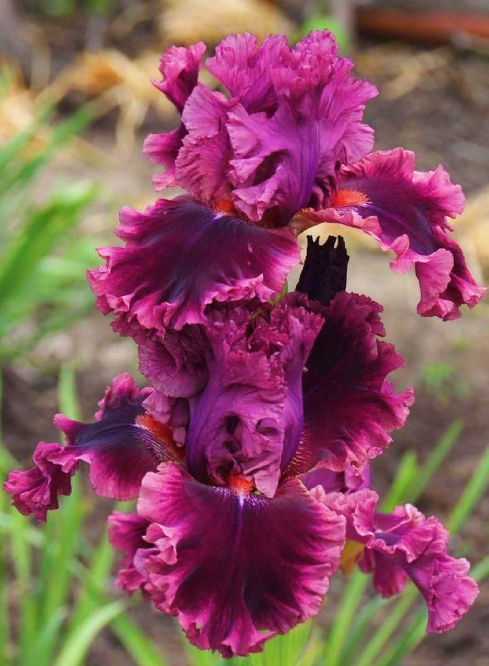 Hardy Perennial - Iris Bulbs/Roots - Low Maintenance - Ideal for Garden ...