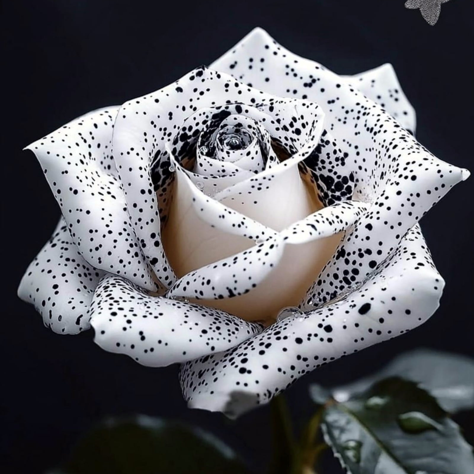 Hardy Rose for Planter Exquisite Ornamental Blooms Fast Growing Premium ...