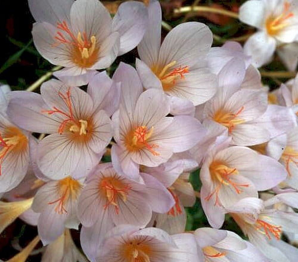 Hardy White Fall Crocus 6 Bulbs - 6/+ cm - Crocus kotschyanus - Walmart.com