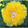 Hardy cold-tolerant hibiscus – Straight tall trunk – Comes into bloom ...