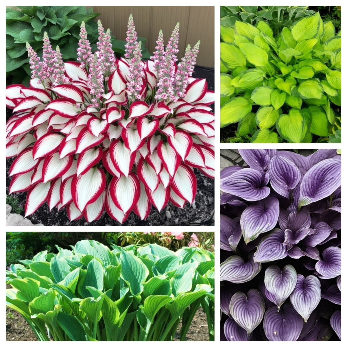 Hardy hosta, flowers before leaves, purifies home air - Walmart.com