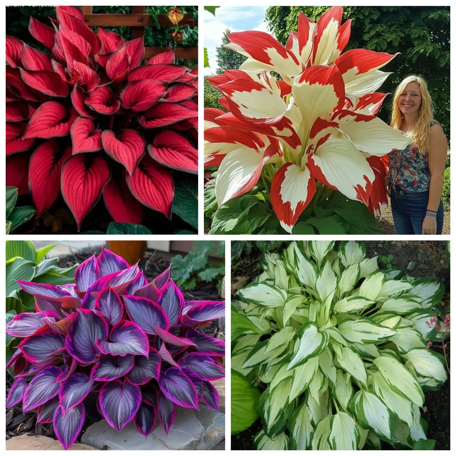 Hardy hosta, flowers before leaves, purifies home air - Walmart.com