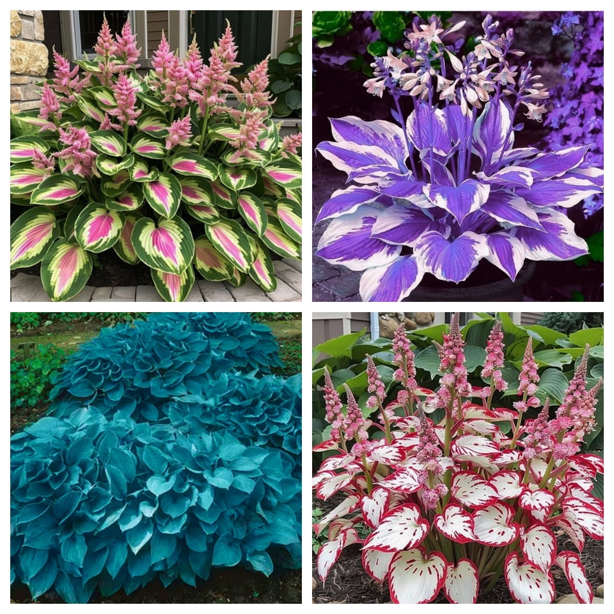 Hardy hosta, perennial, easy to plant and beautify the garden ...
