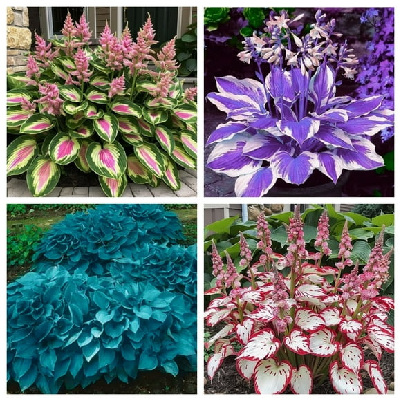 Hosta Plants in Perennials - Walmart.com