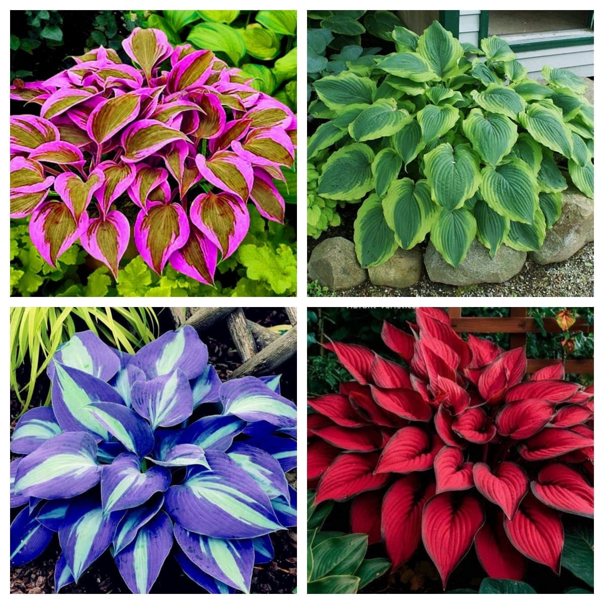 Hardy hosta, perennial, easy to plant and beautify the garden ...