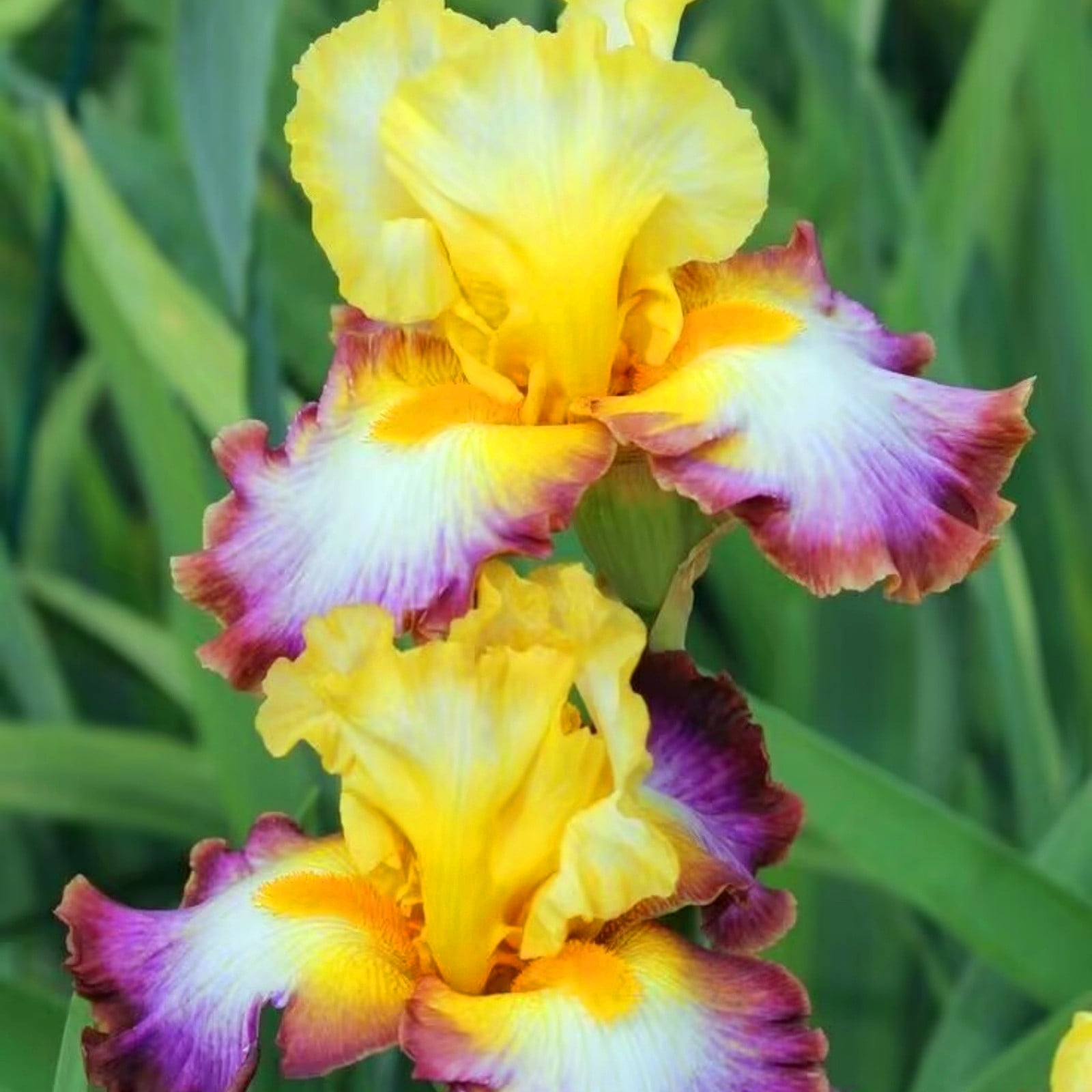 Hardy iris bulbs - a must-have for adding color to your spring garden ...