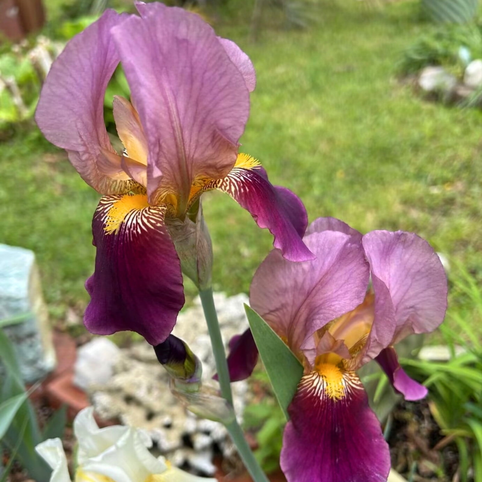 Hardy iris bulbs - a must-have for adding color to your spring garden ...