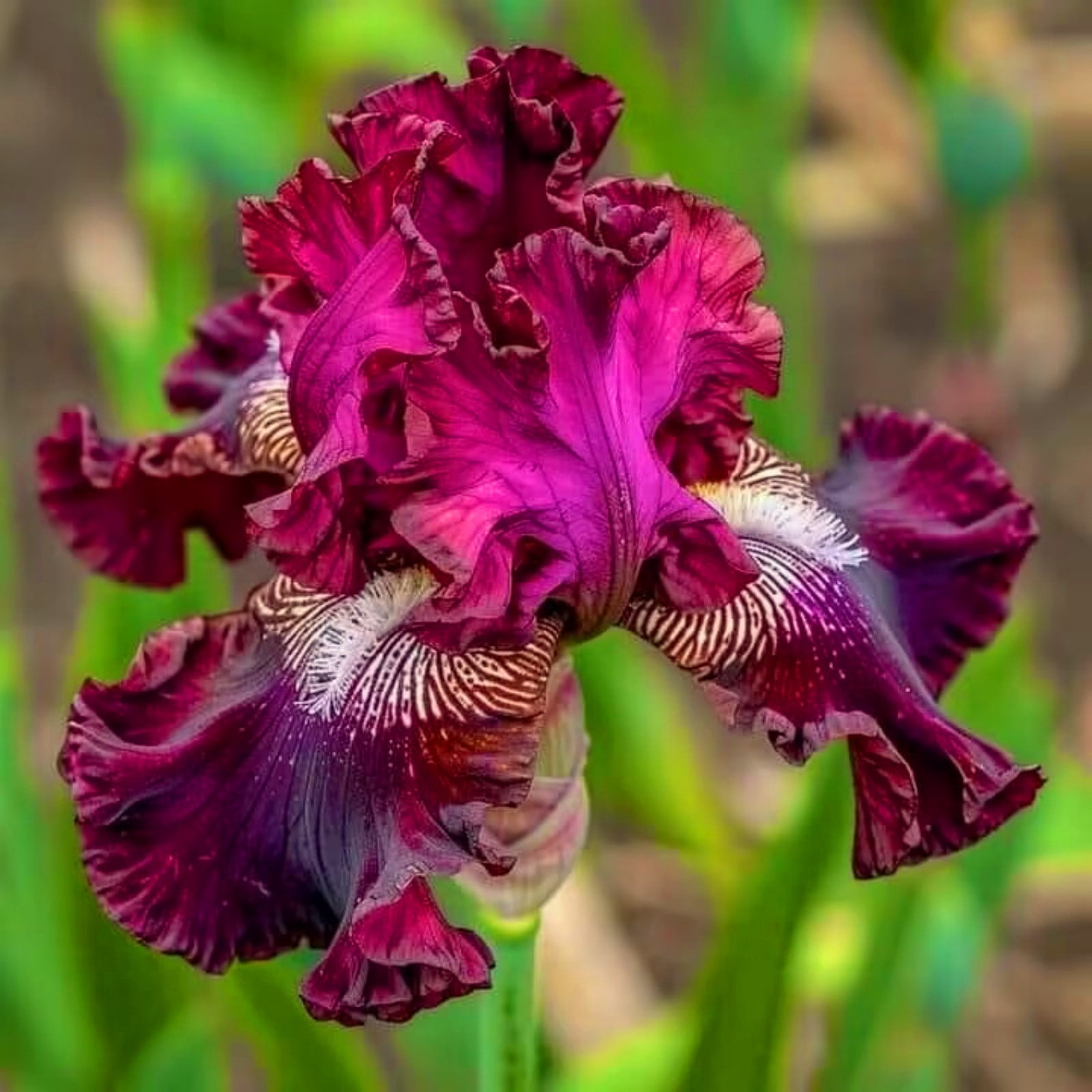 Hardy iris bulbs - a must-have for adding color to your spring garden ...